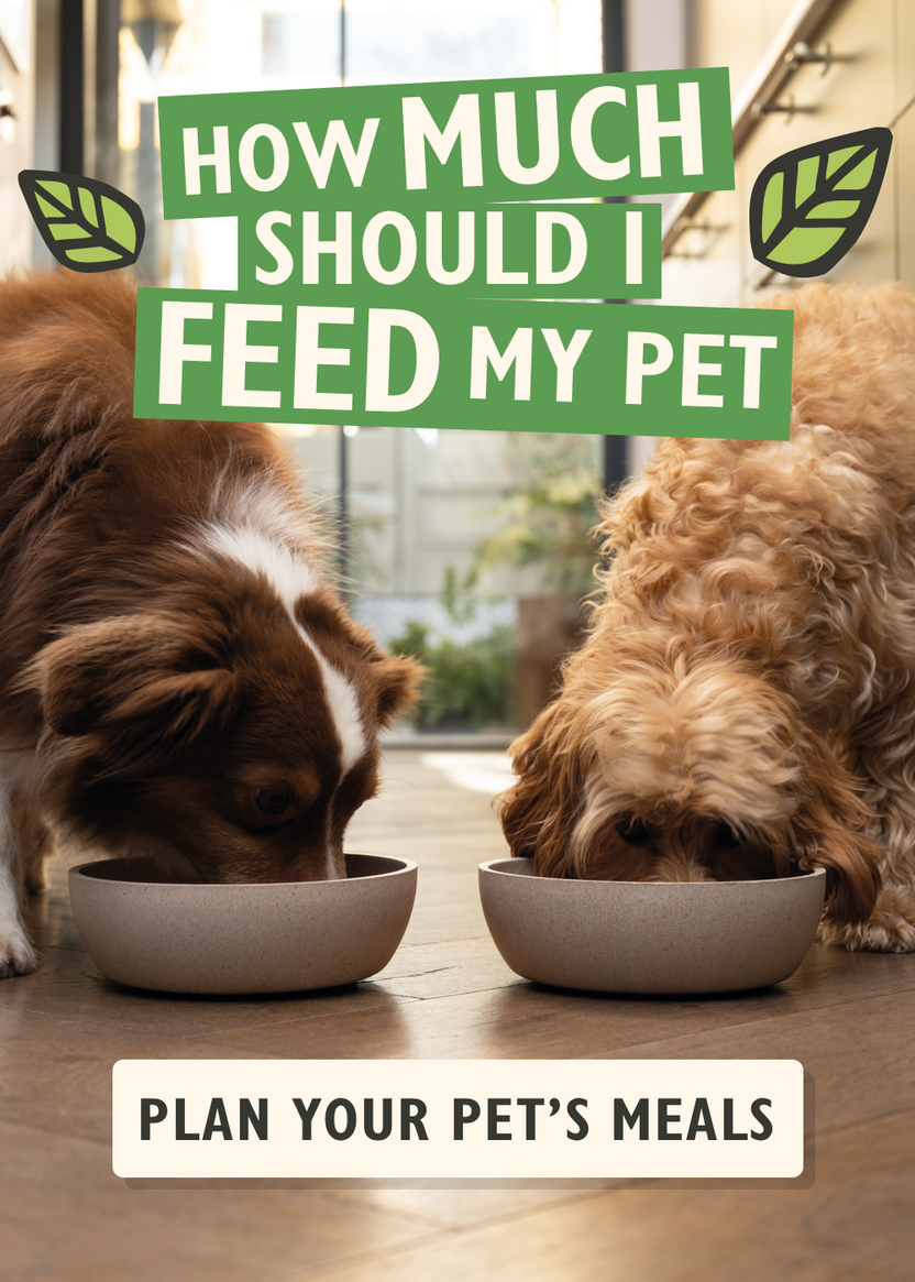 Dog Feeding Guide | Health & Advice | Lily's Kitchen